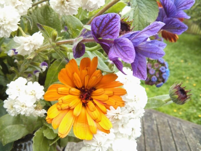 Grow your own cutflowers with this easy plan - Purple Flowers